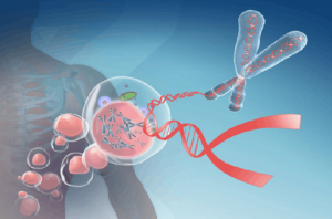 What are Telomere and why are they important? – Bangkok Cells Tech